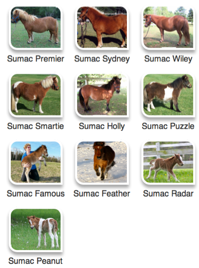 Ponies Sumac Farms